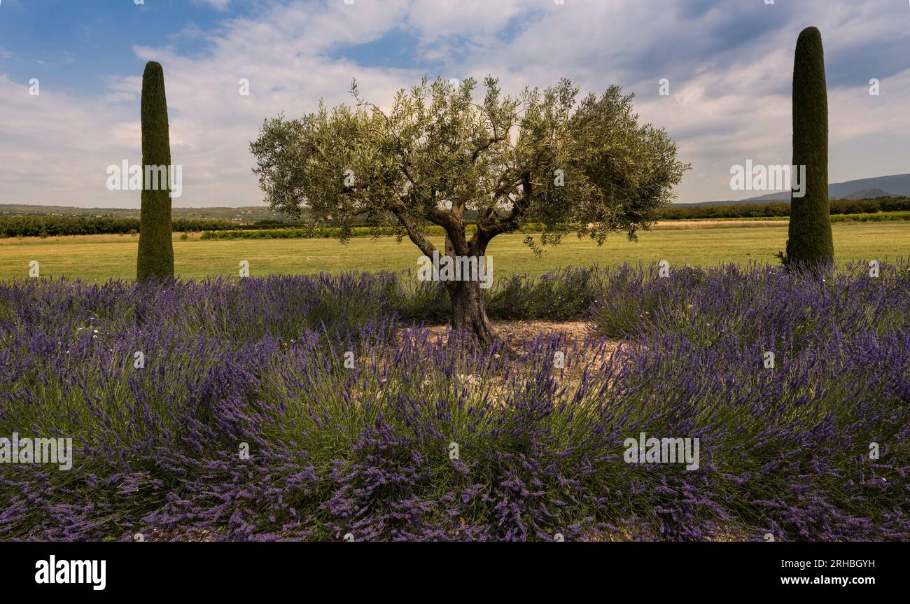 Lavender and olive tree at Coustellet. Vaucluse, Provence, France Stock ...