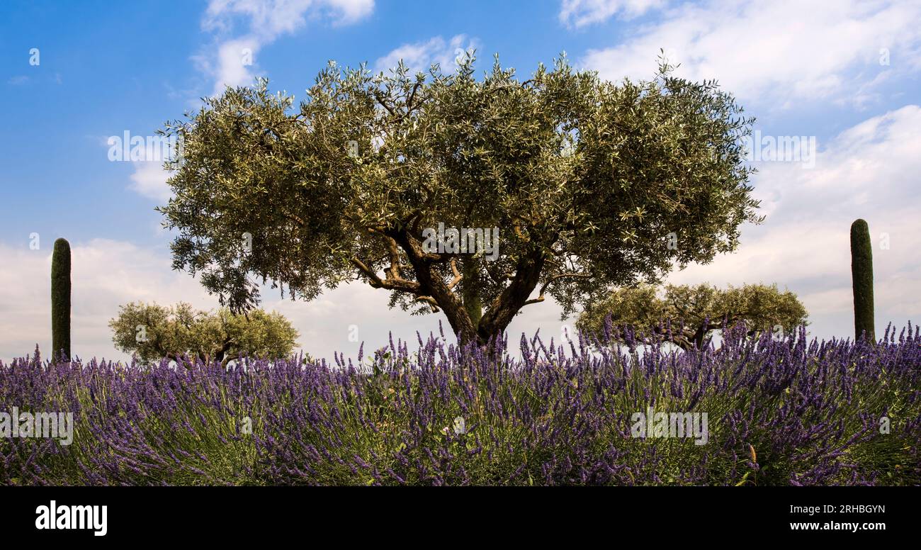 Lavender and olive tree at Coustellet. Vaucluse, Provence, France Stock ...
