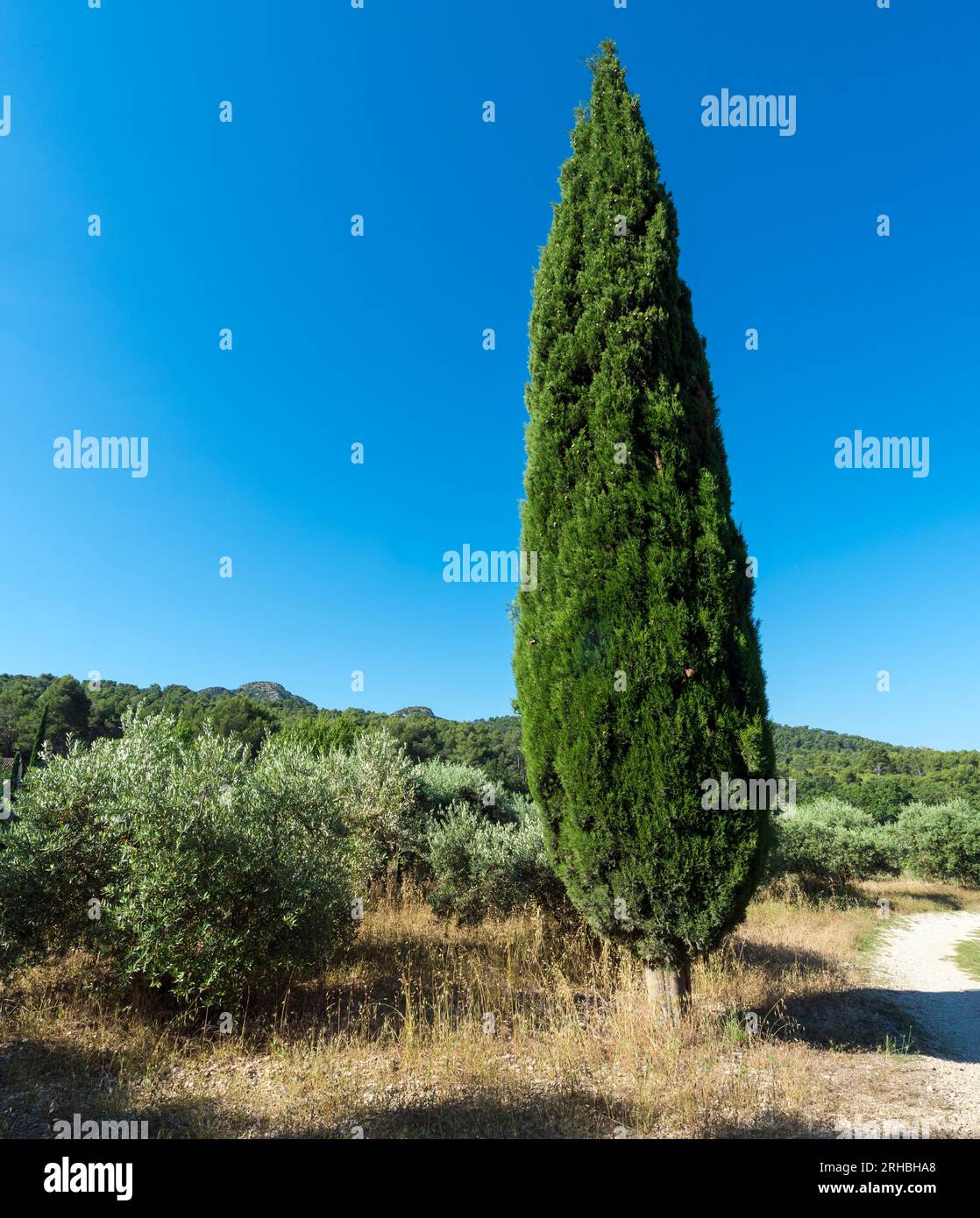 Olive trees and cypress at St Remy de Provence. Buches du Rhone ...