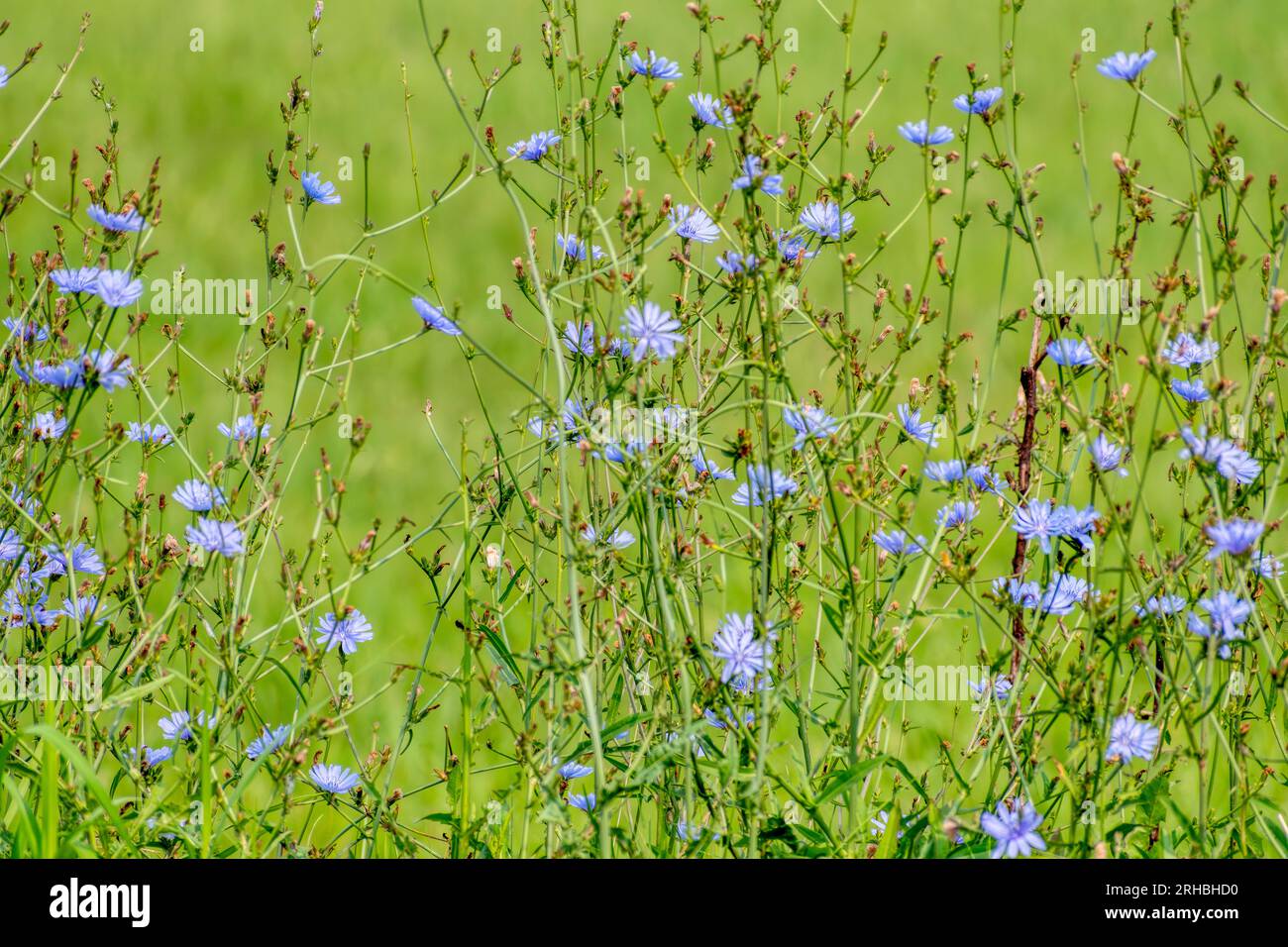 Purple freeway flowers hi-res stock photography and images - Alamy
