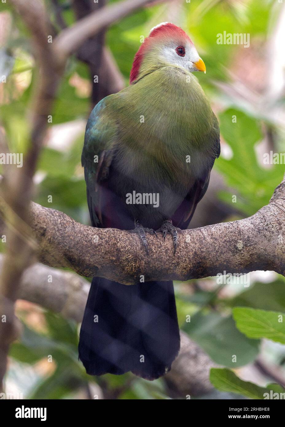 The Red-Crested Turaco, native to Africa, showcases its stunning ...