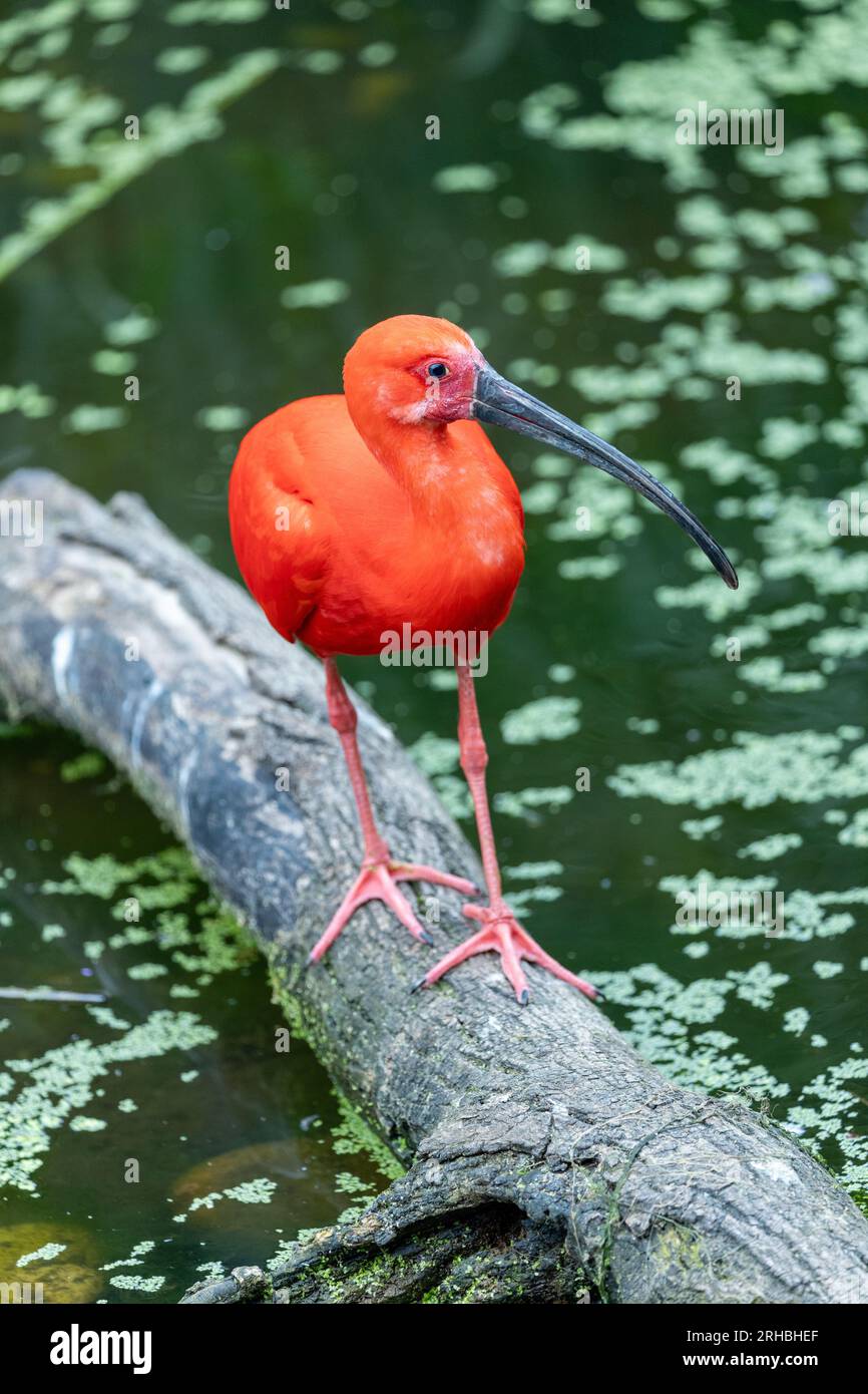 The vibrant Scarlet Ibis, found in wetlands of South America, is a ...