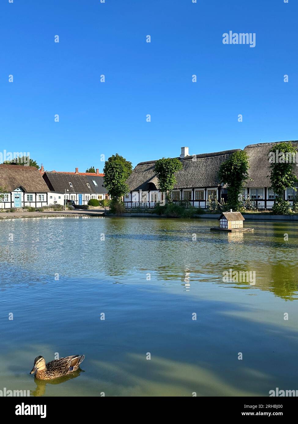Duck swimming in a village pond with a duck house, Nordby, Samsoe ...