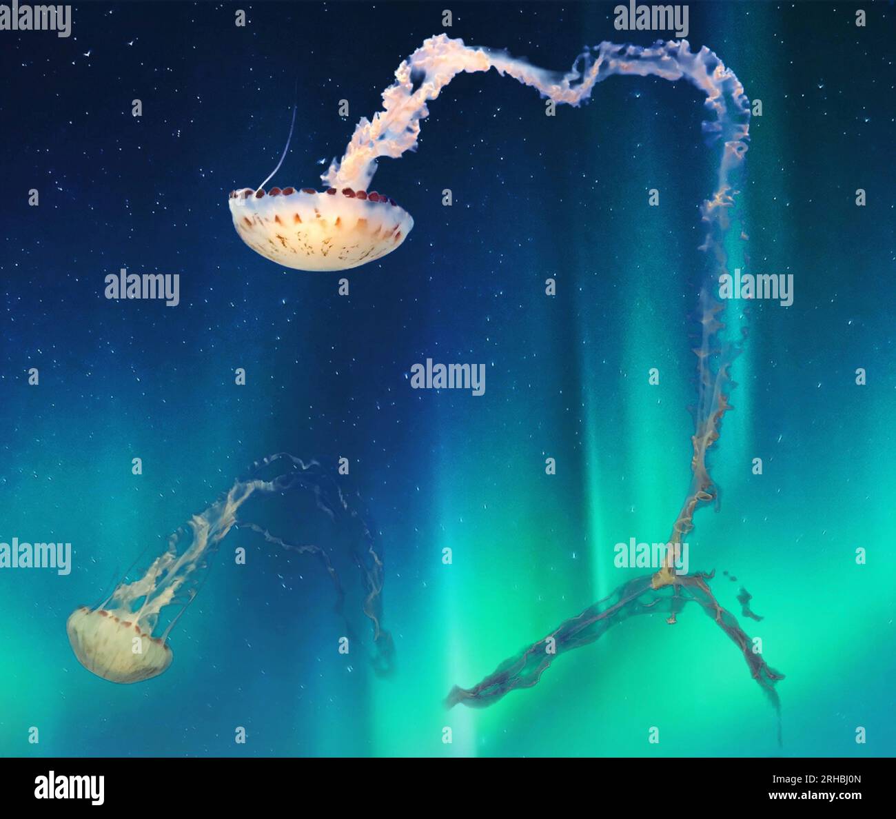 Two jellyfish hi-res stock photography and images - Alamy