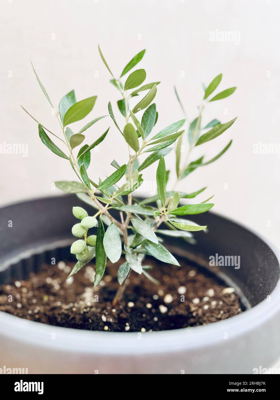 Olive tree in pot hi-res stock photography and images - Alamy