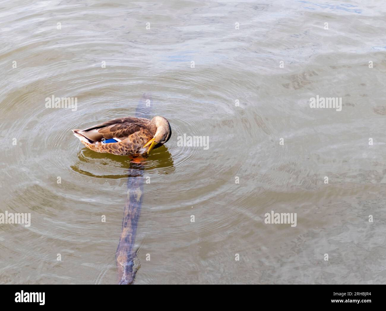 Shot cute bird cleaning hi-res stock photography and images - Alamy