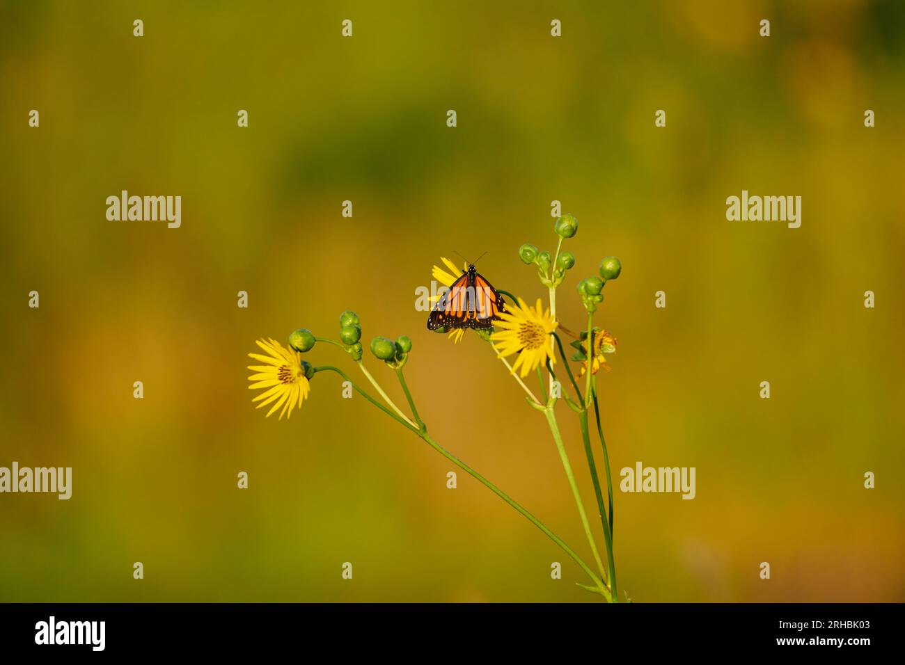Monarch butterfly spread wings hi-res stock photography and images - Alamy