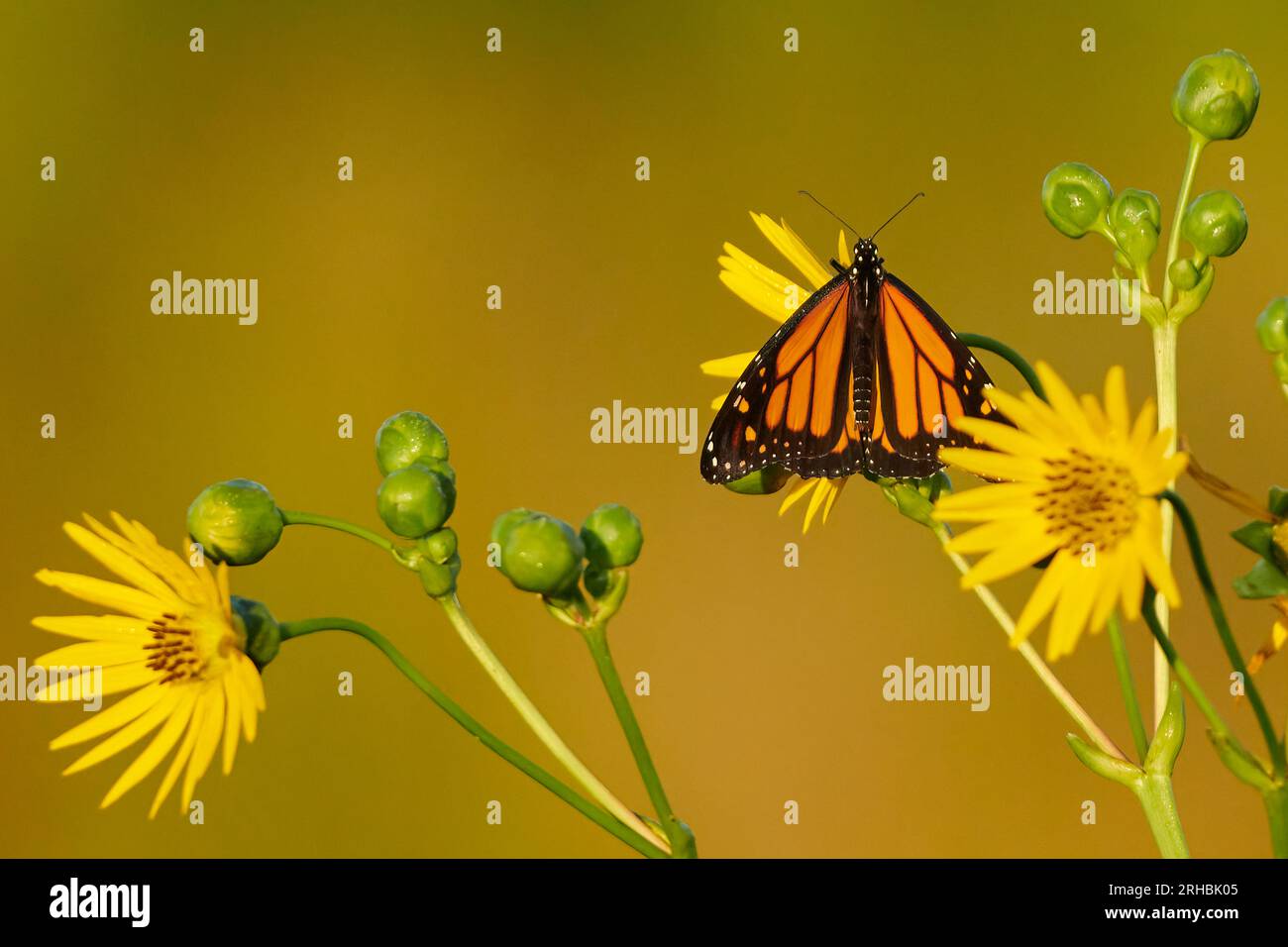 Monarch butterfly spread wings hi-res stock photography and images - Alamy