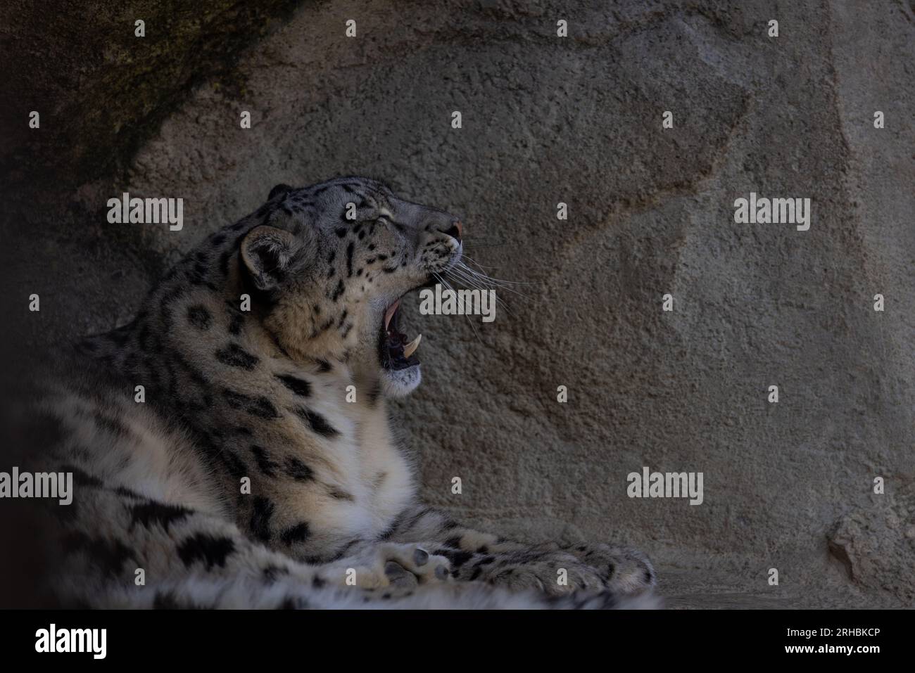 A snow leopard also called Panthera Uncia lies on a ledge and lurks for ...