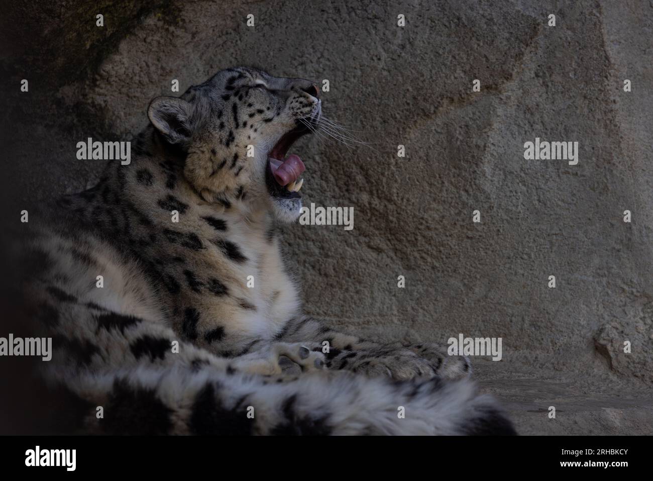 A snow leopard also called Panthera Uncia lies on a ledge and lurks for ...