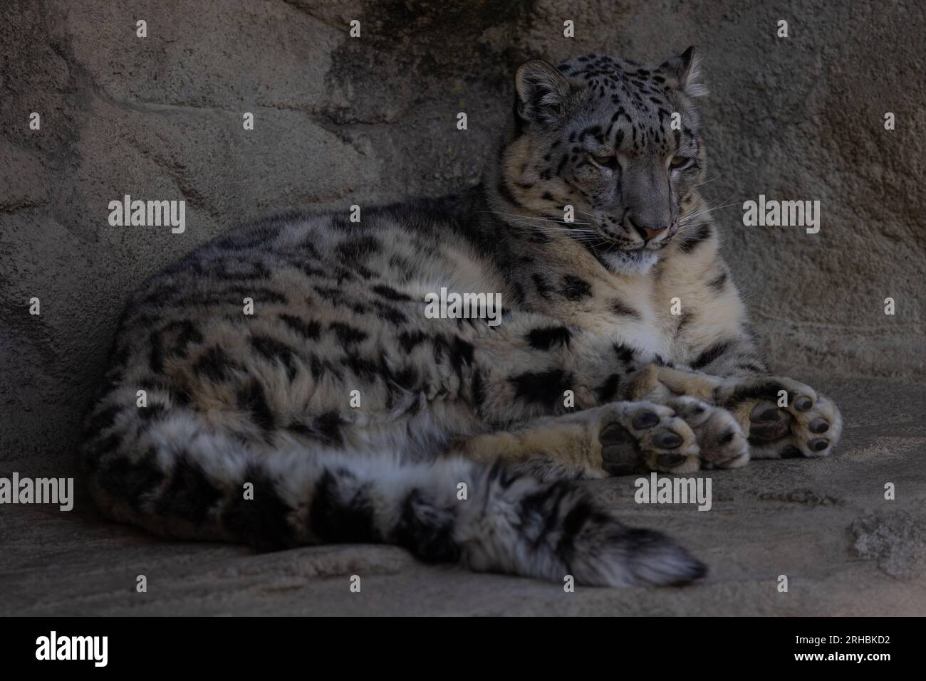 A snow leopard also called Panthera Uncia lies on a ledge and lurks for ...