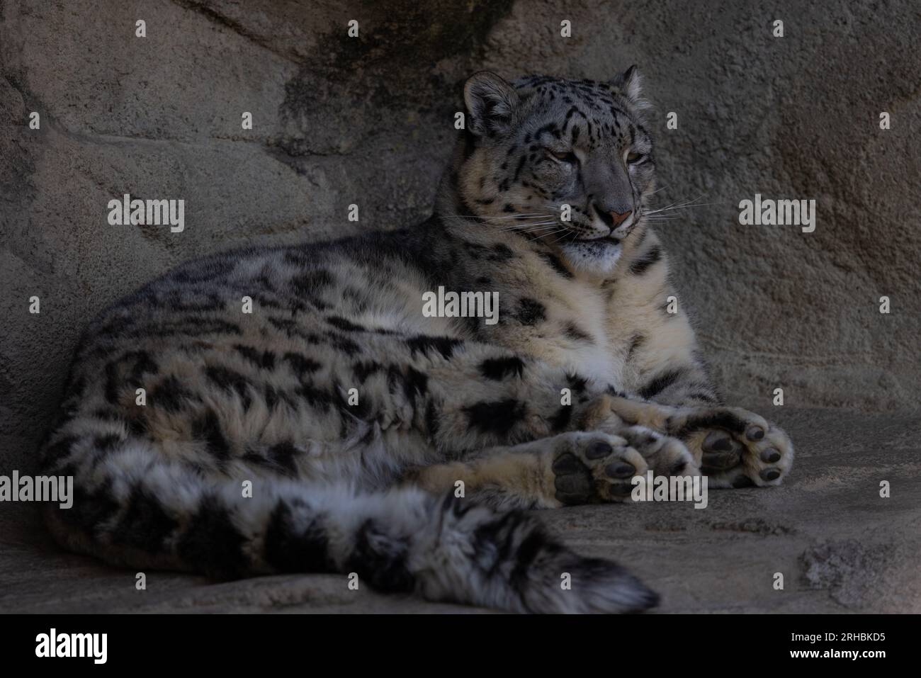 A snow leopard also called Panthera Uncia lies on a ledge and lurks for ...