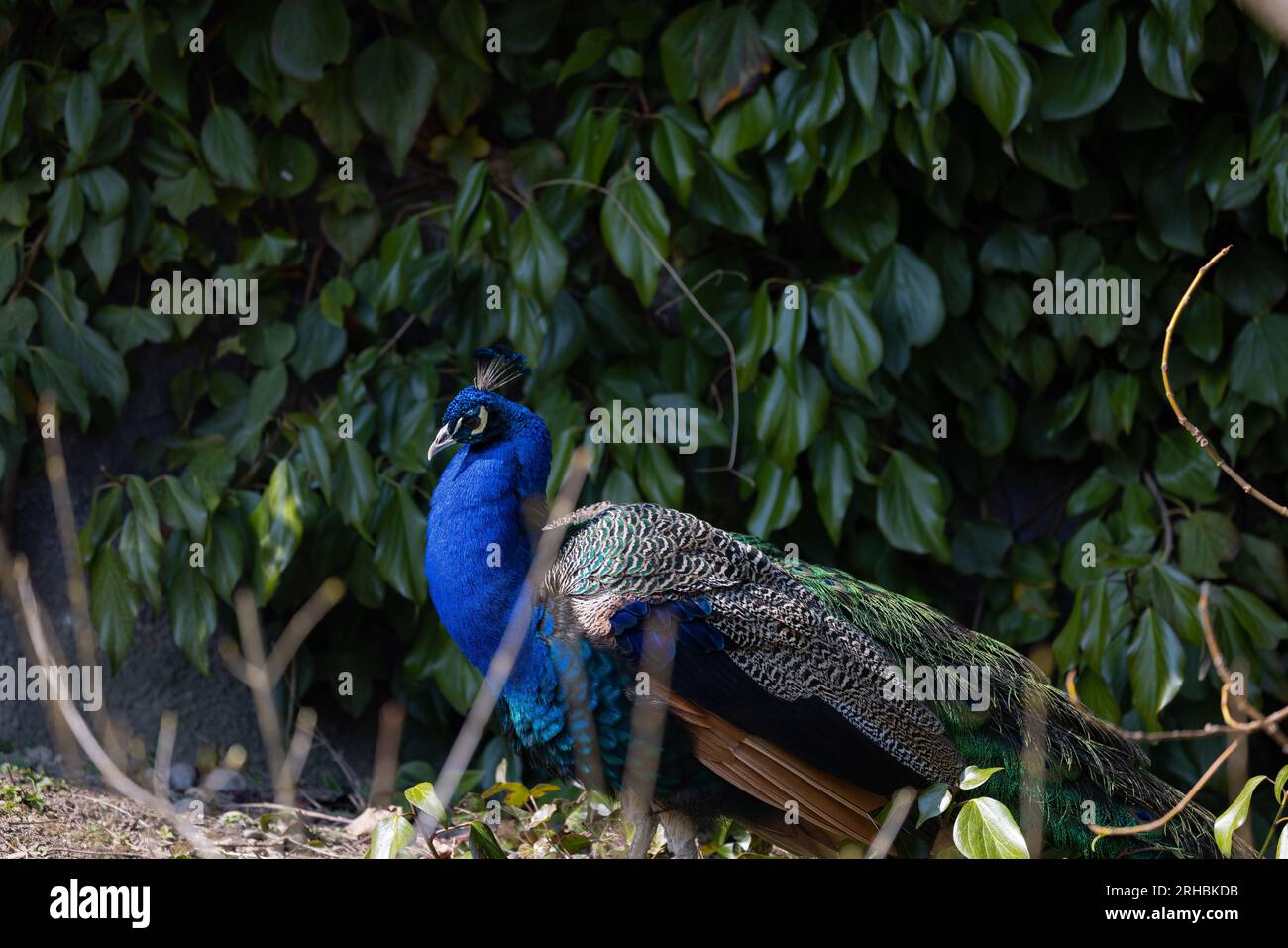 Peacocks hen hi-res stock photography and images - Alamy