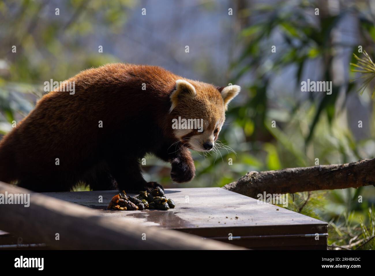 Closeup of a panda paw hi-res stock photography and images - Alamy