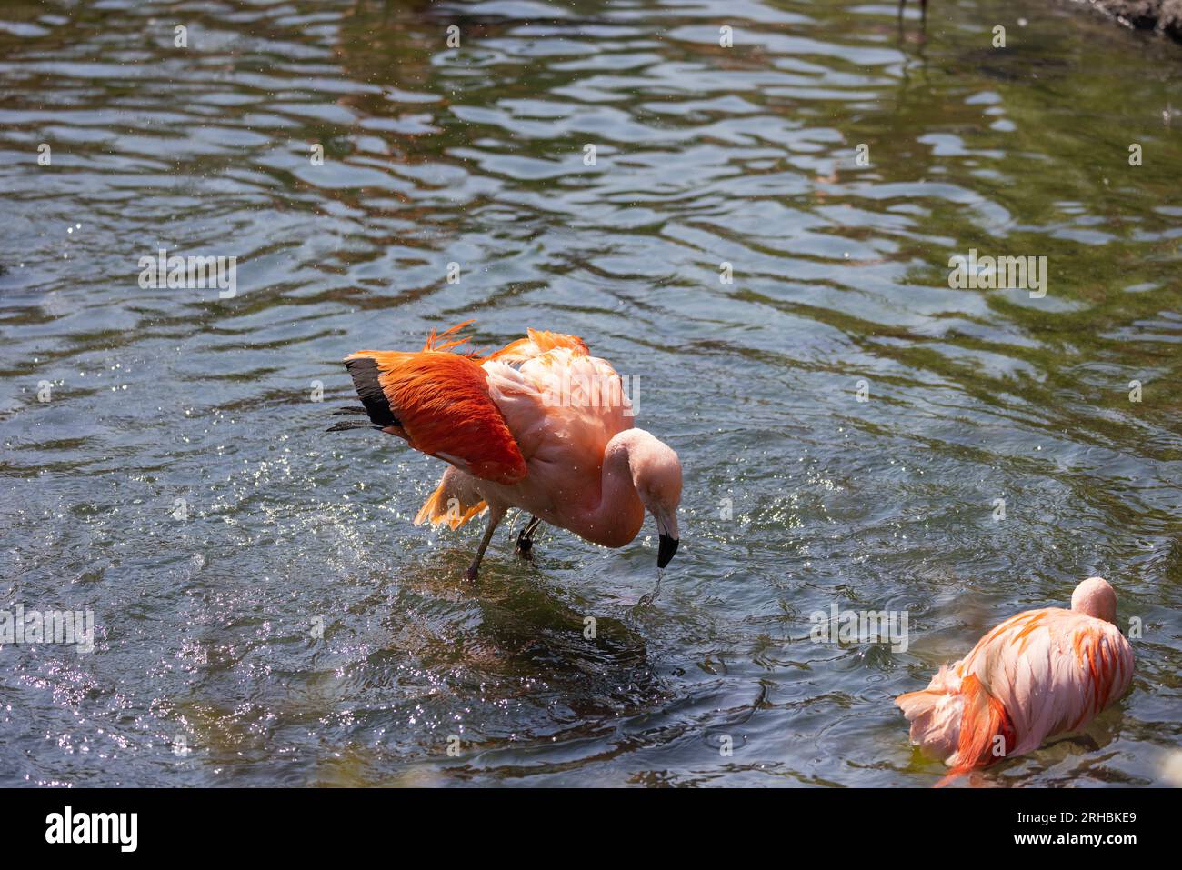 Three of the six species of flamingos are found in temperate to ...