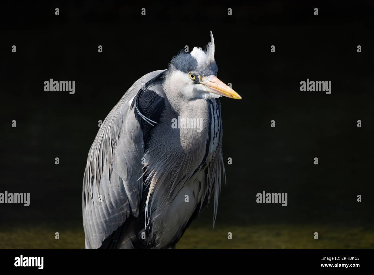 A large bird stands halfway in the water looking for fish to catch and ...