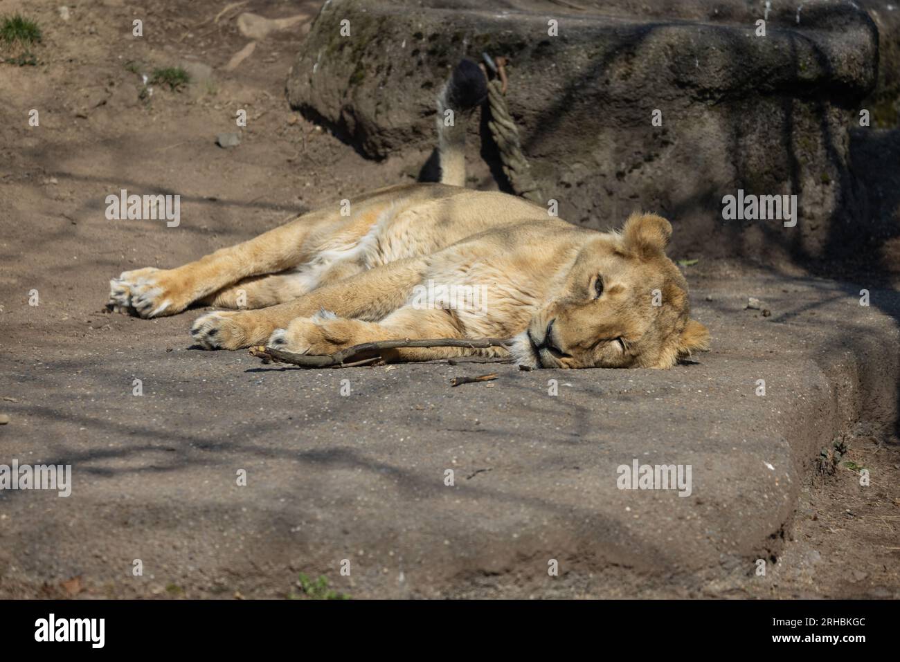 Two lionesses, also called Panthera leo persica, lie on a rock and ...