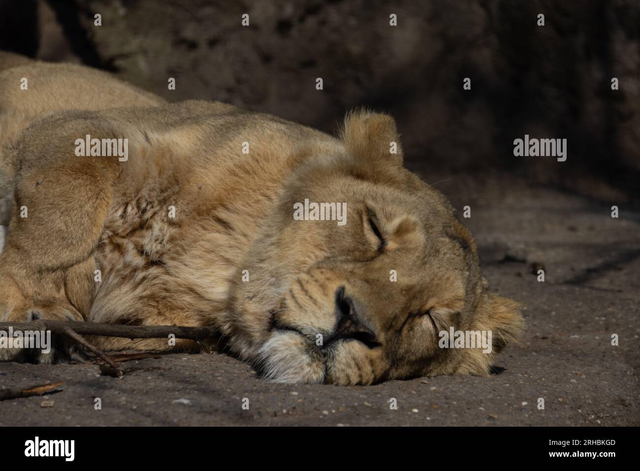 Two lionesses, also called Panthera leo persica, lie on a rock and ...
