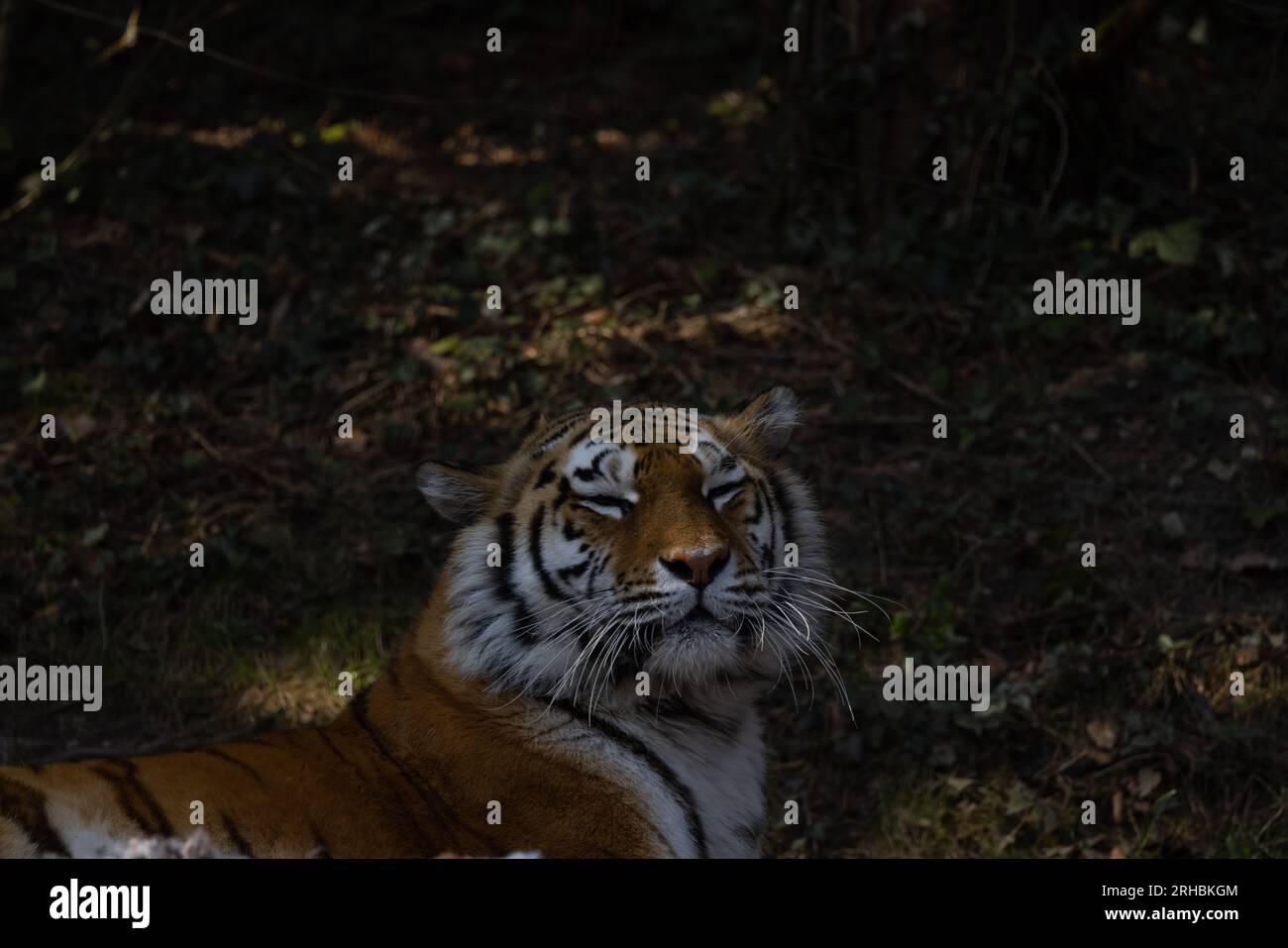 The tiger is still in acute danger of extinction because its bones are ...