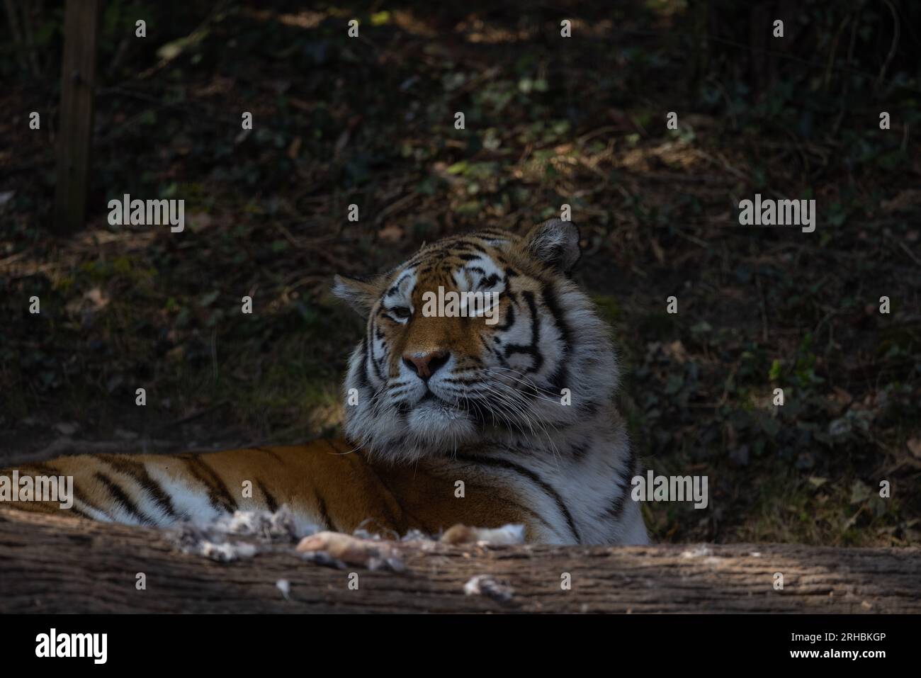 The tiger is still in acute danger of extinction because its bones are ...