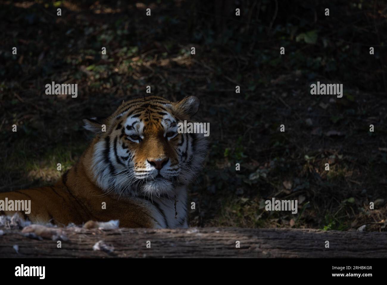 The tiger is still in acute danger of extinction because its bones are ...