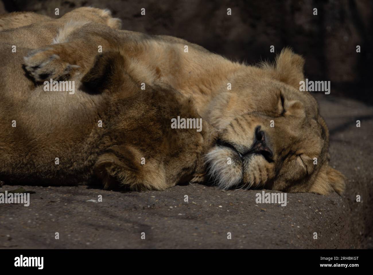 Two lionesses, also called Panthera leo persica, lie on a rock and ...