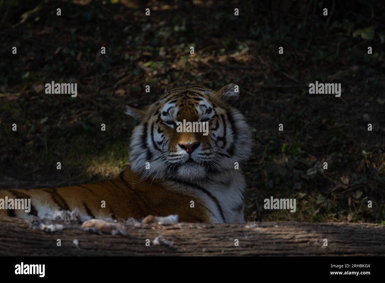 The tiger is still in acute danger of extinction because its bones are ...