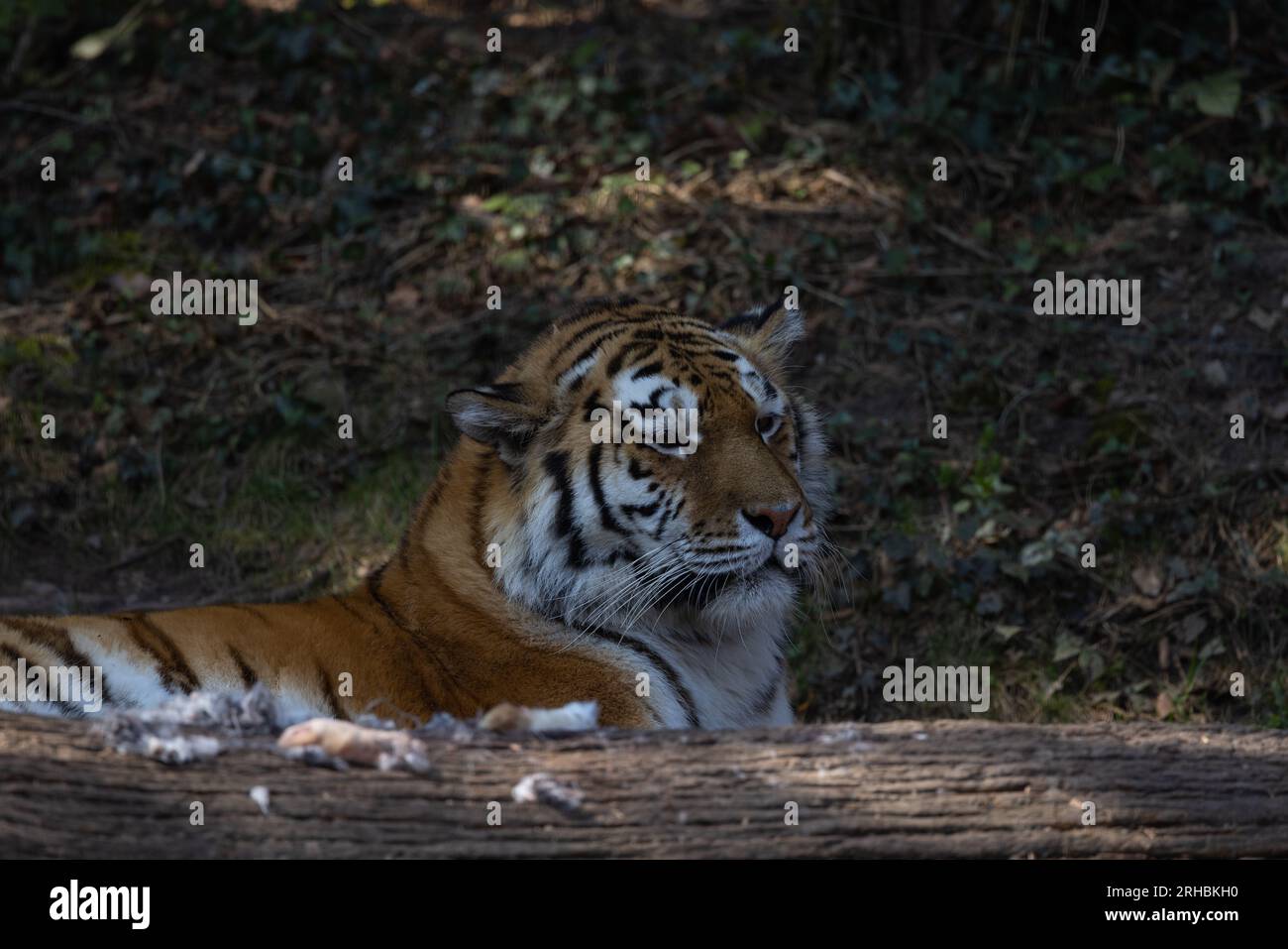 The tiger is still in acute danger of extinction because its bones are ...