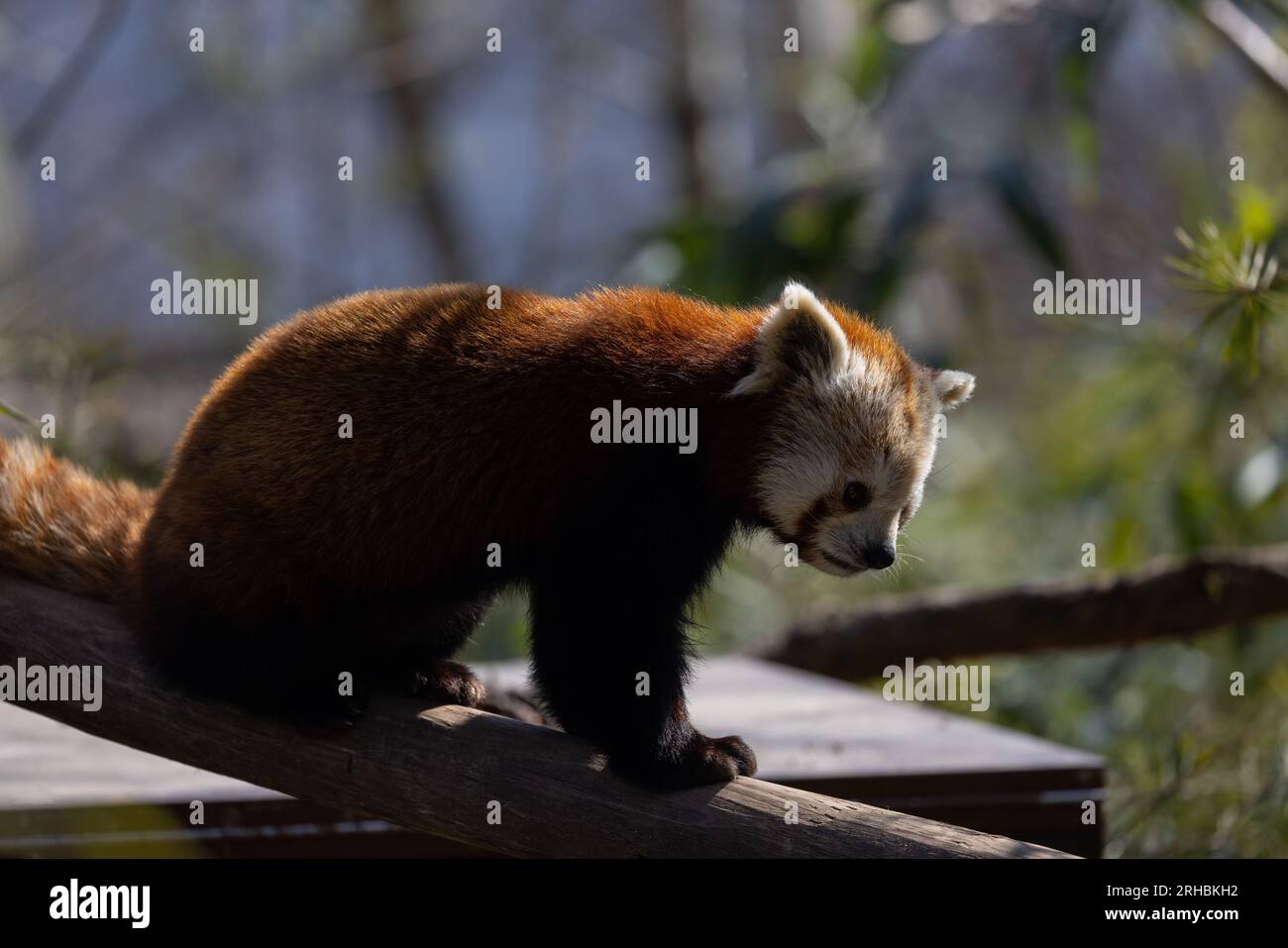 Red panda black background hi-res stock photography and images - Alamy