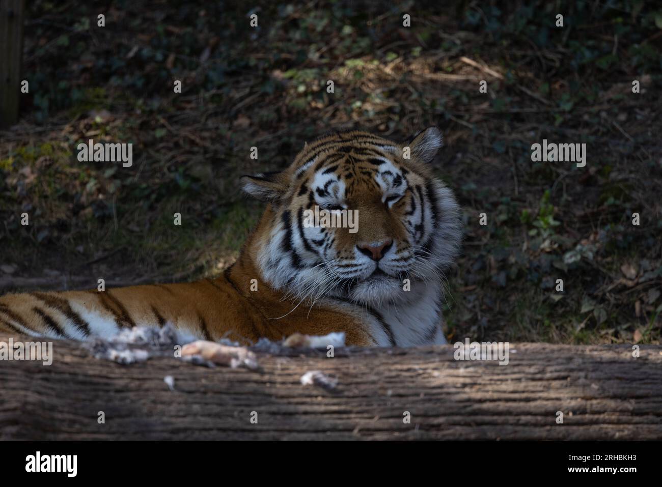 The tiger is still in acute danger of extinction because its bones are ...