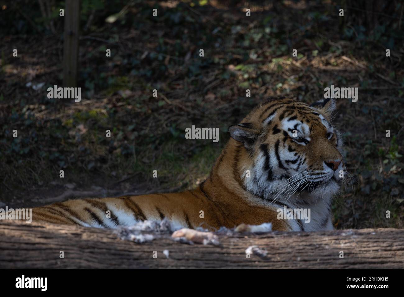 The tiger is still in acute danger of extinction because its bones are ...