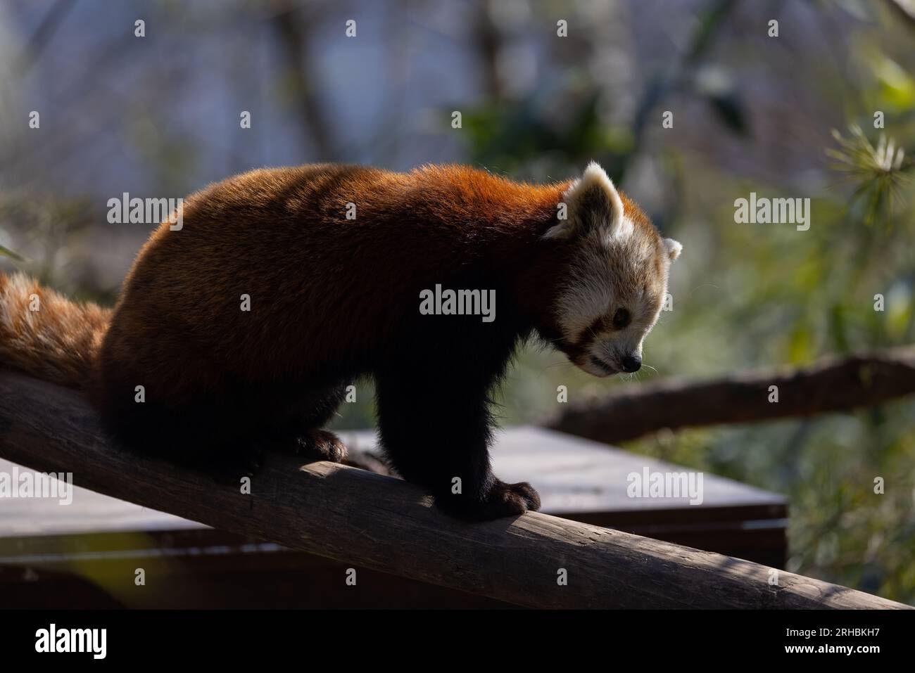Closeup of a panda paw hi-res stock photography and images - Alamy