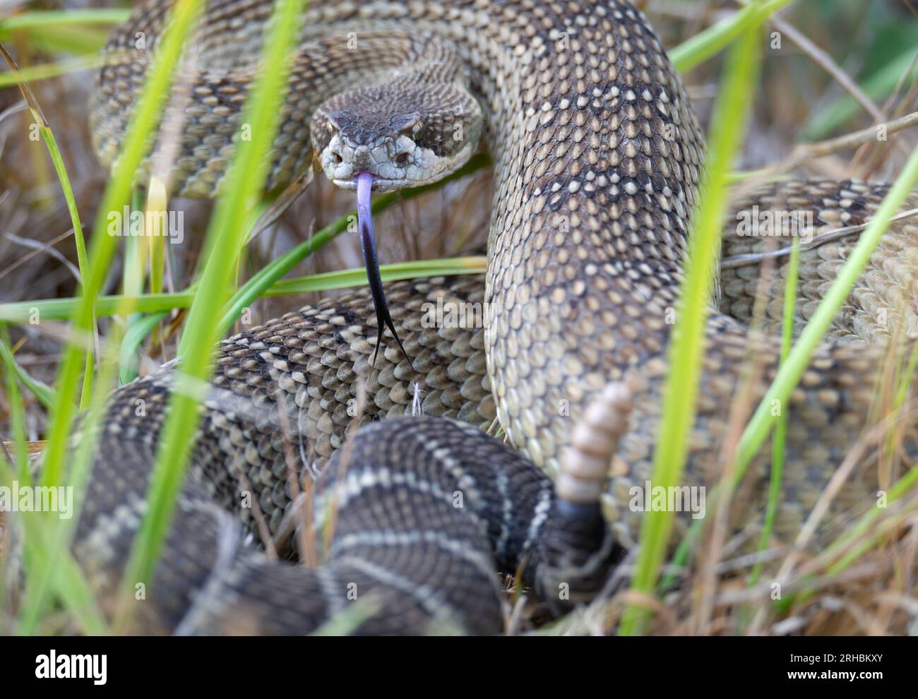 Northern pacific rattlesnake hi-res stock photography and images - Alamy