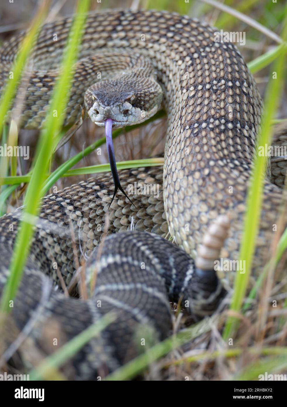 Oregon rattlesnake hi-res stock photography and images - Alamy