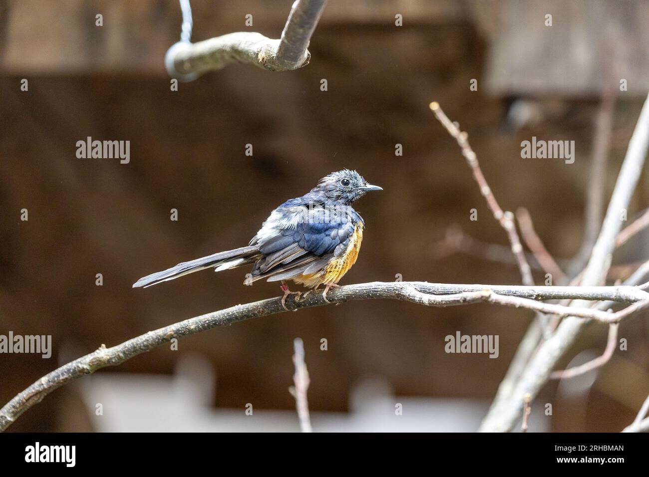 The White-Rumped Shama (Copsychus malabaricus), a songbird from ...