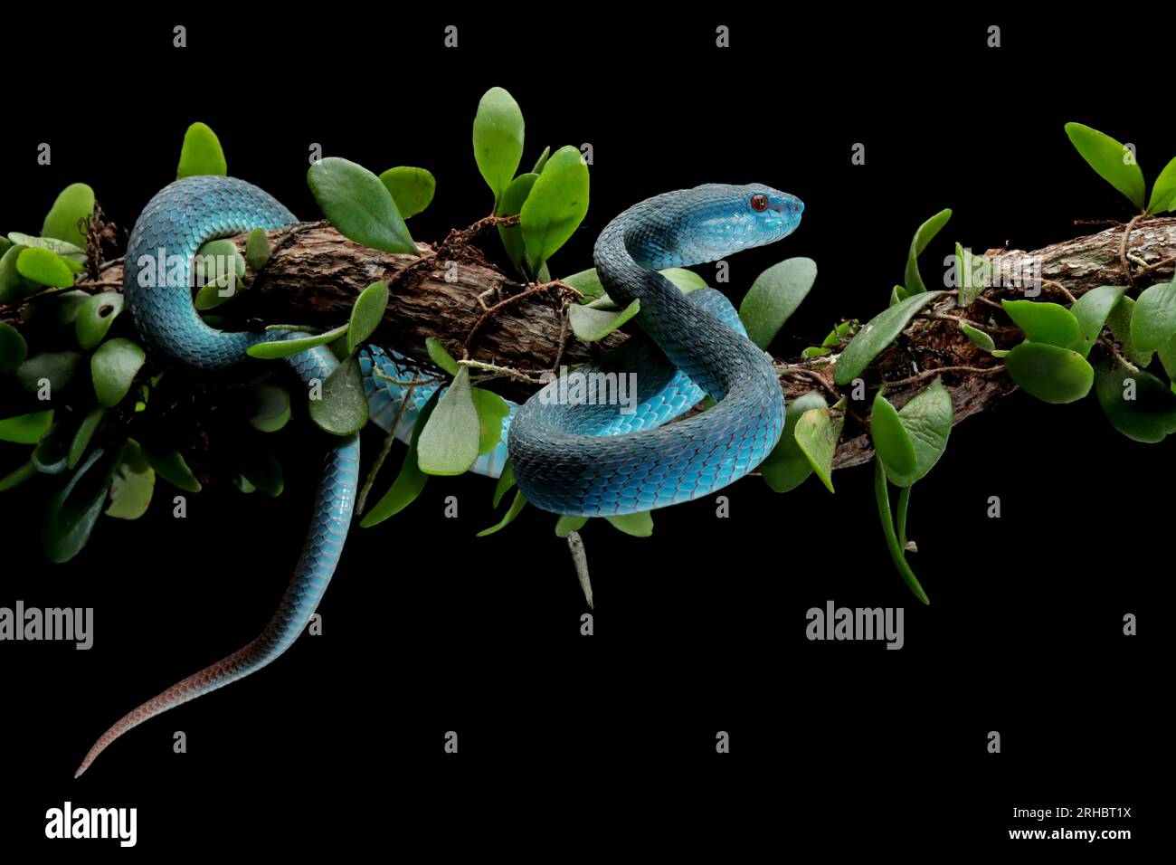 Close-up of a Blue viper snake coiled around a branch, Indonesia Stock ...