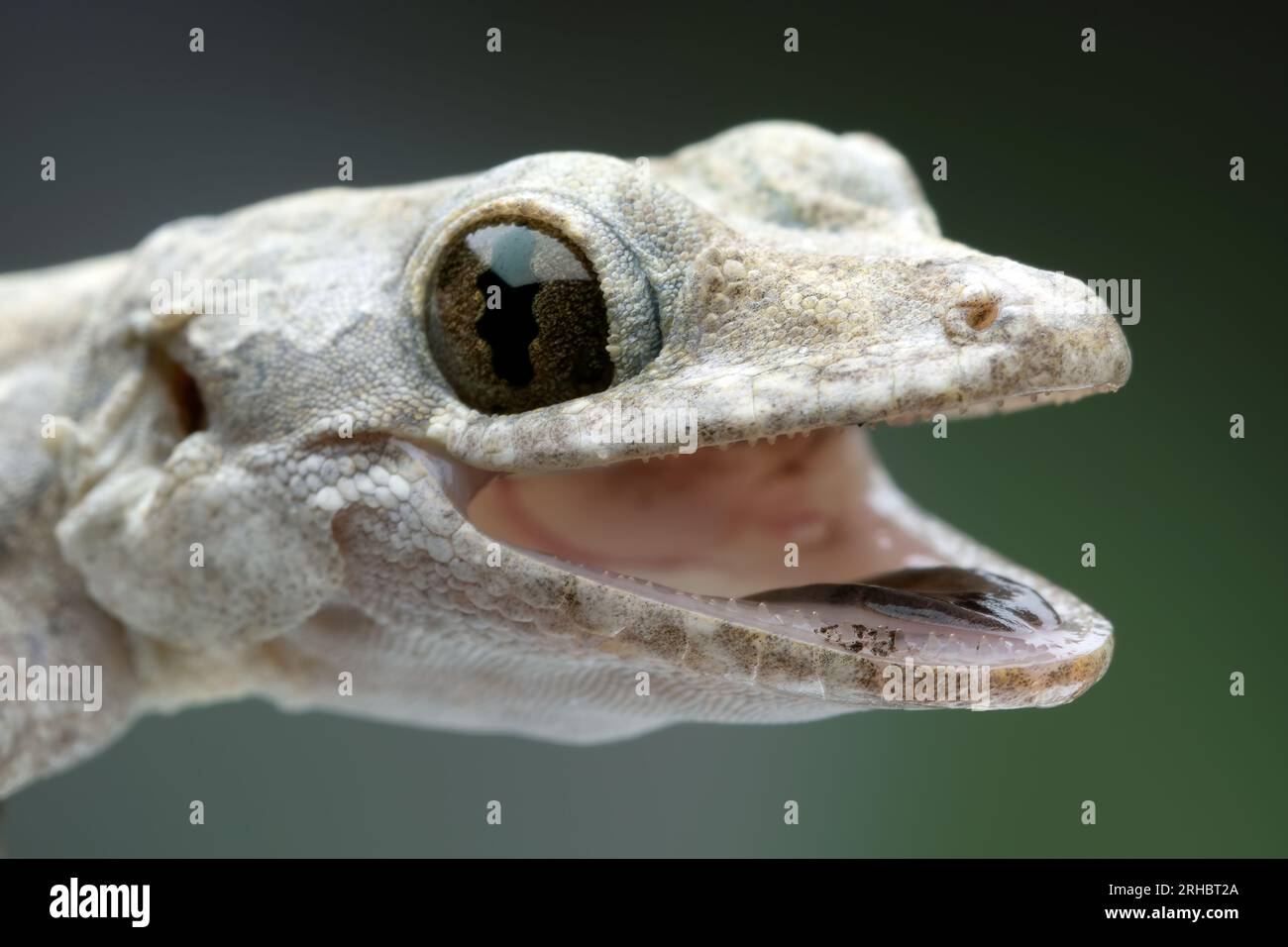 Flying gecko hi-res stock photography and images - Alamy