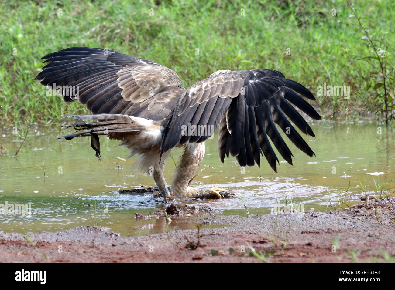 Changeable hawk-eagle (Nisaetus cirrhatus) catching a small monitor ...