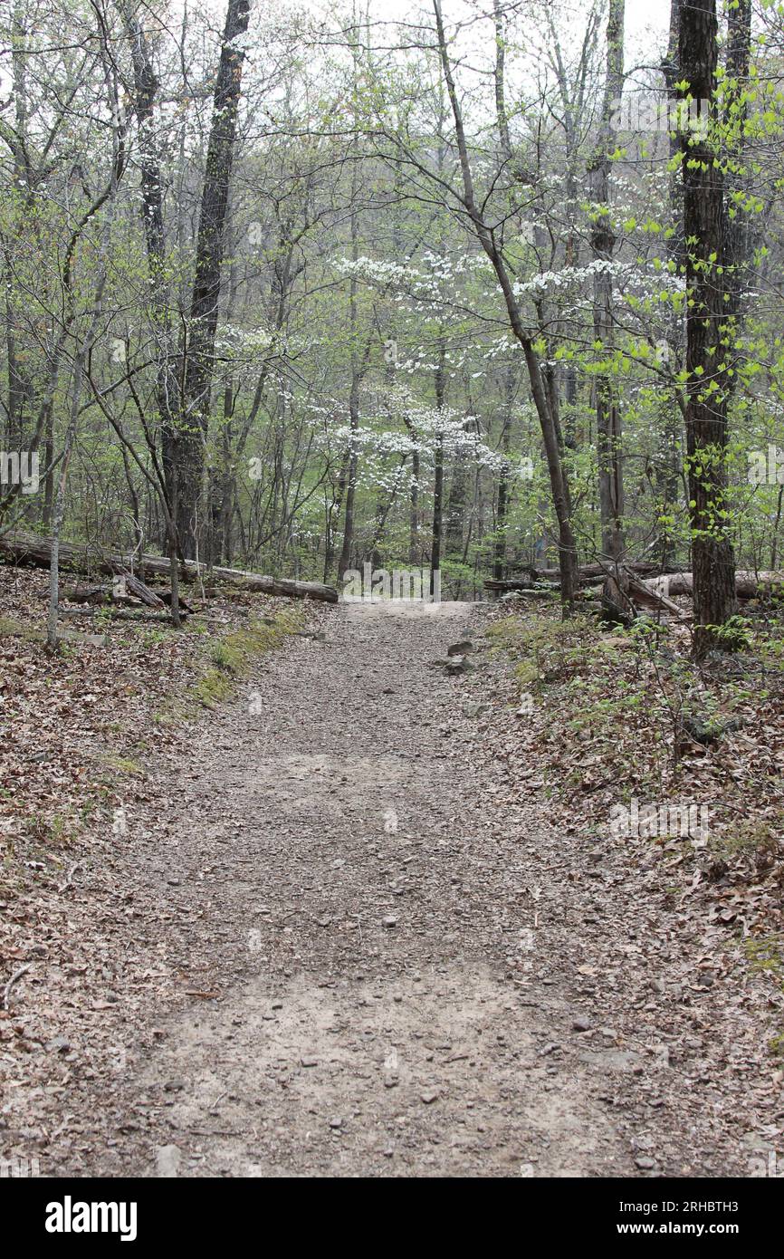 Quiet path at Devil's Den State Park in Arkansas Stock Photo - Alamy