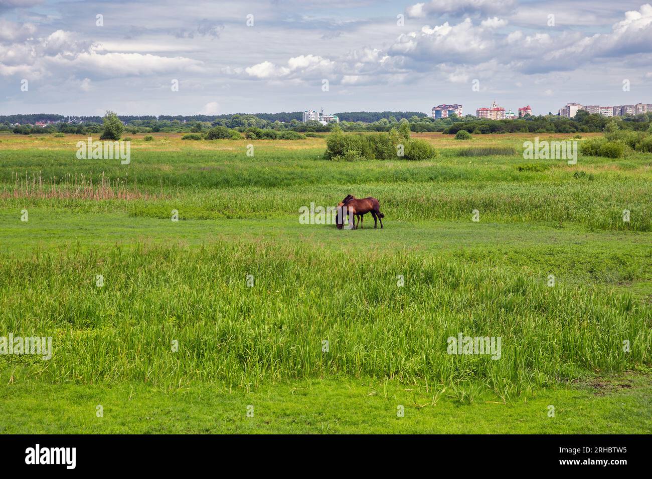 Brown tangled legs mare with stallion grazing in the meadow Stock Photo ...