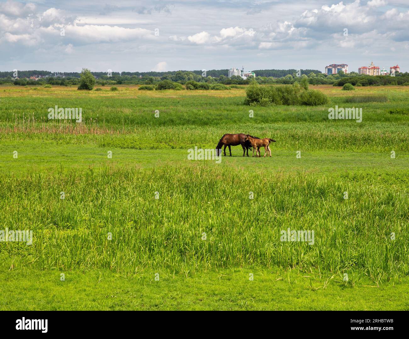 Brown tangled legs mare with stallion grazing in the meadow Stock Photo ...