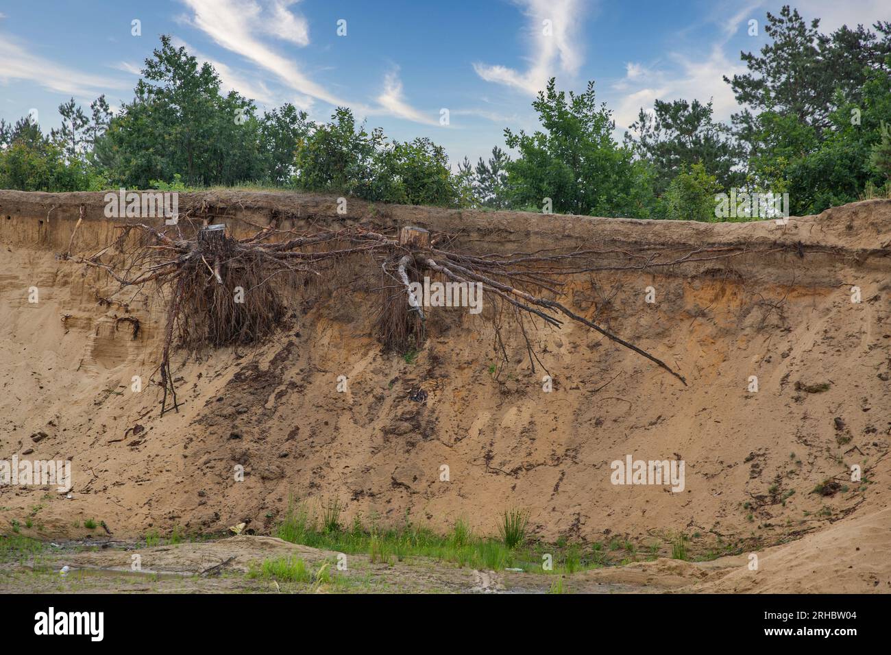 collapsed clay sandy slope with protruding tree roots Stock Photo - Alamy