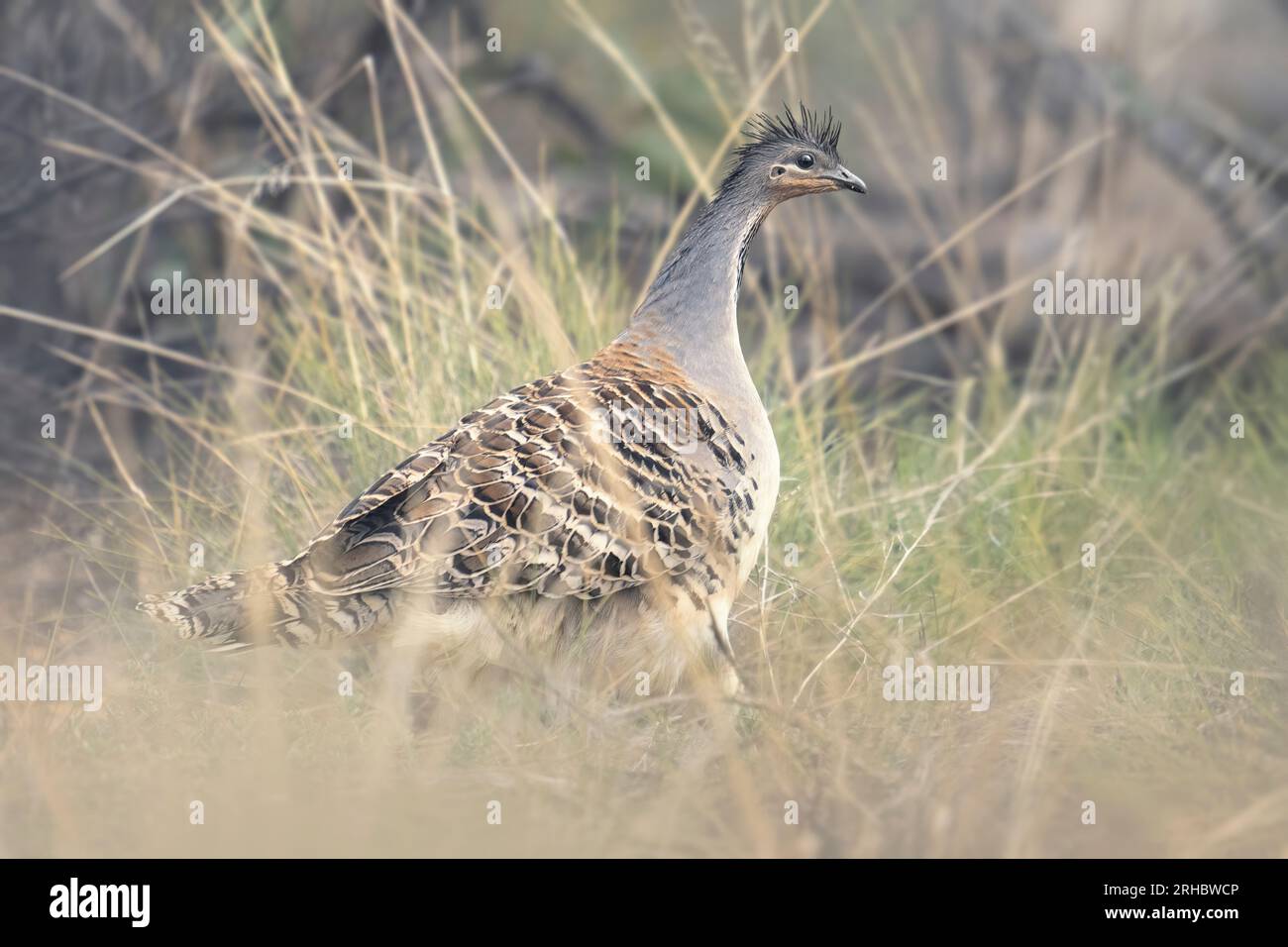 Wildlife bird endangered mallee hi-res stock photography and images - Alamy