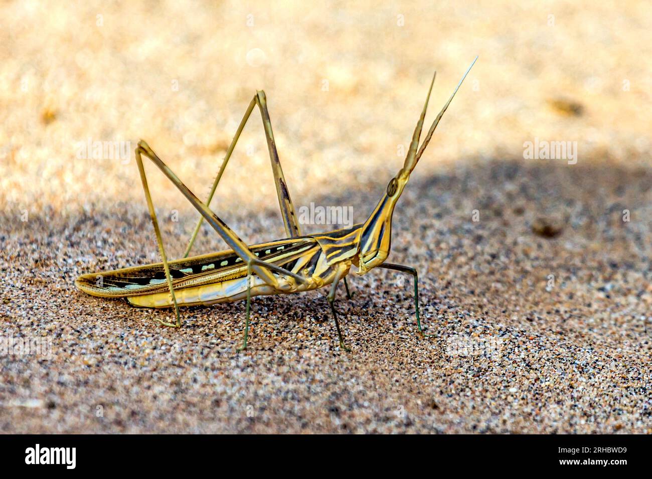 Close-up of a locust in desert, Saudi Arabia Stock Photo - Alamy