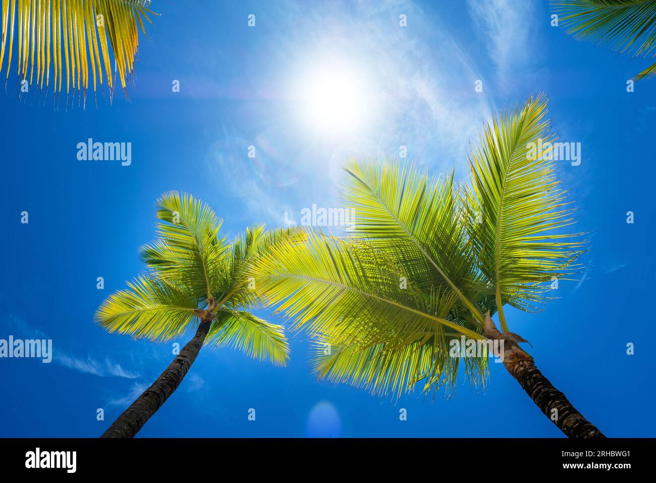 From below view of green leafy palm trees under sunlight against blue ...