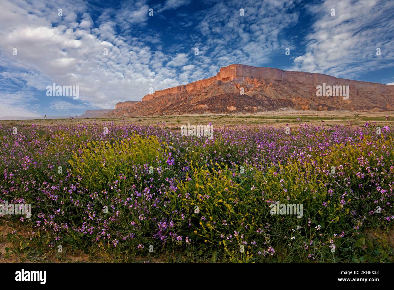 Lush desert landscape with wildflowers, Saudi Arabia Stock Photo - Alamy