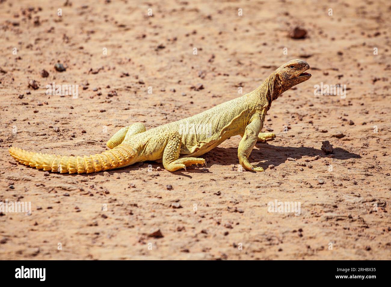 Spiny-tailed lizard in the desert, Saudi Arabia Stock Photo - Alamy