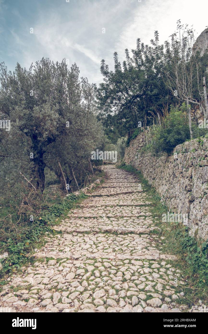 Amazing scenery of empty narrow cobblestone path going amidst various ...