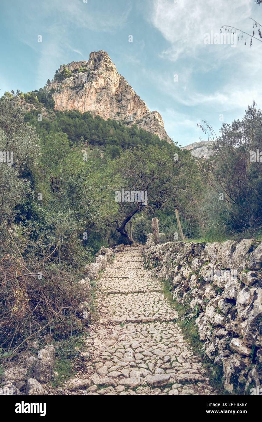 Scenic landscape of empty narrow stone path surrounded by lush green ...