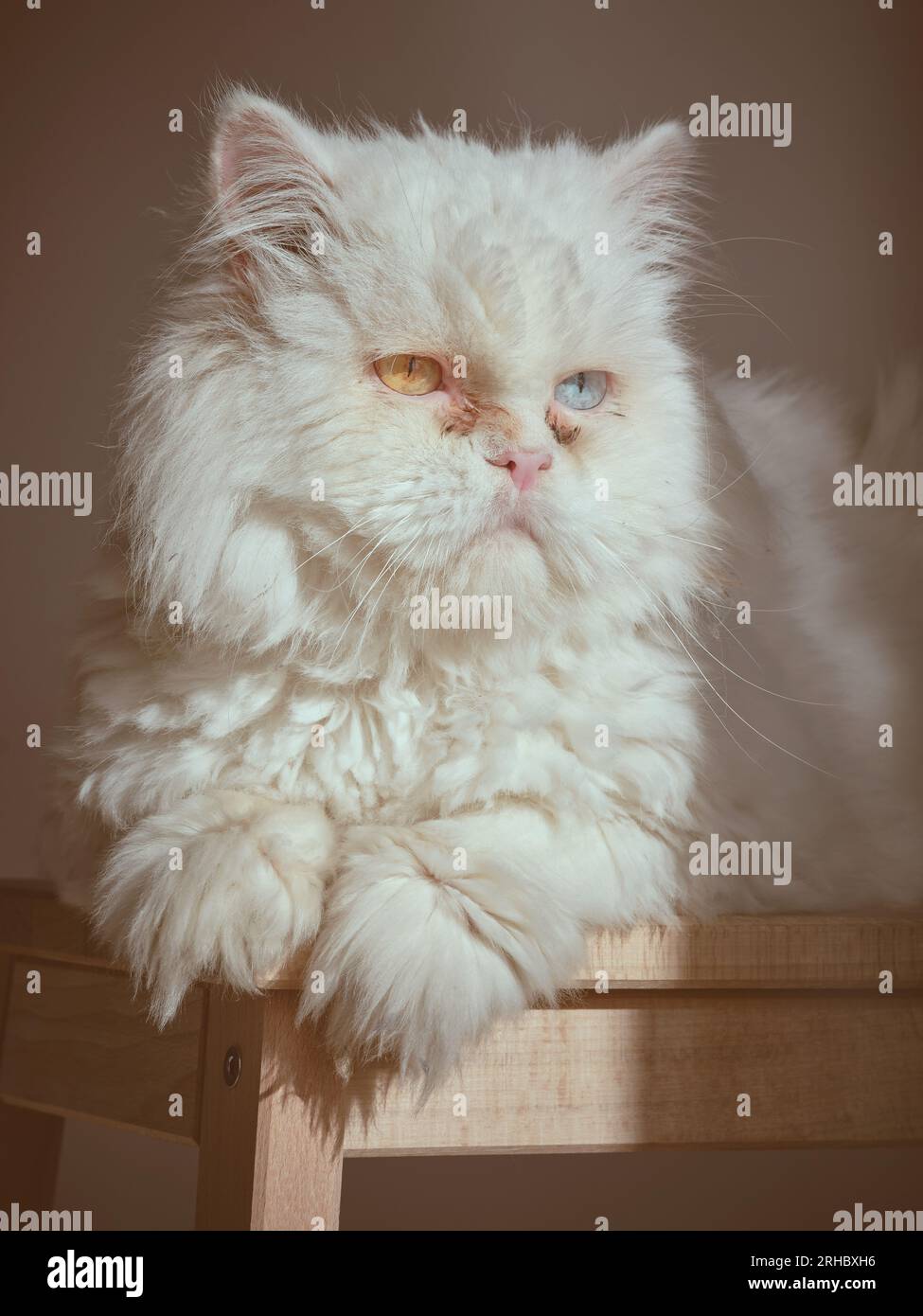 Abnormal creature hi-res stock photography and images - Alamy